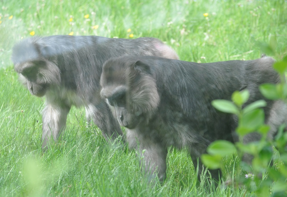 ZOOTOGRAFIANDO (6.096 ANIMALS): MACACO DE TOGIAN / TONKEAN MACAQUE ...