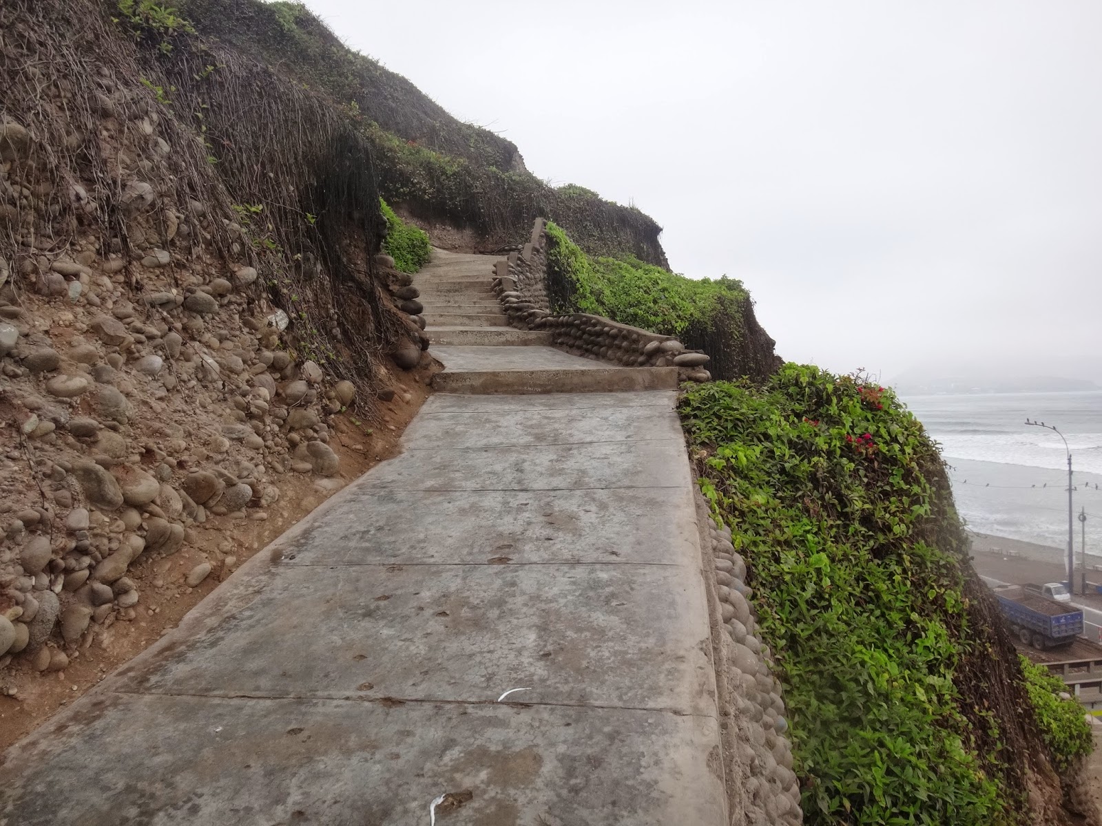 Uma flor por dia: Vedélia