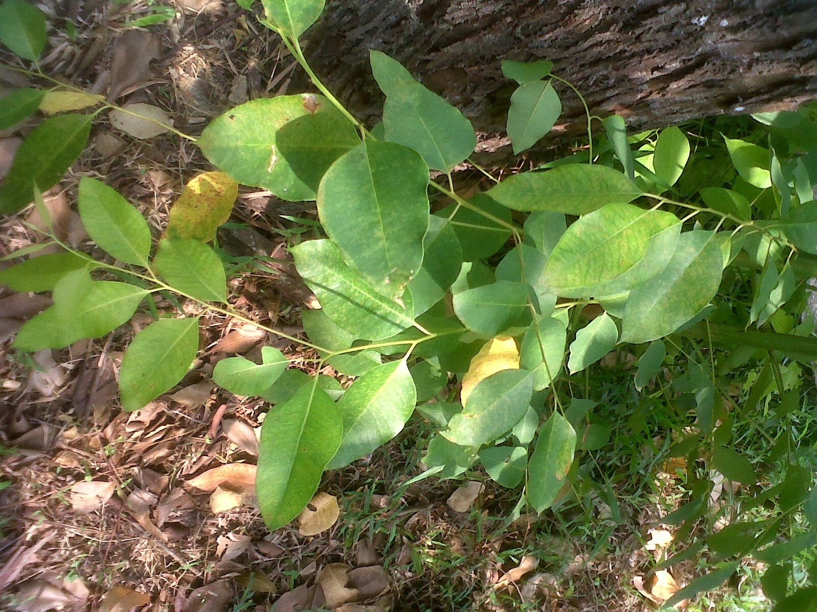 Morfologi Tumbuhanku: Daun-Dedaunan