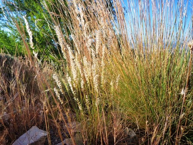 Went up a hill and came down: The saga of Sagra – plus, I just met a ...