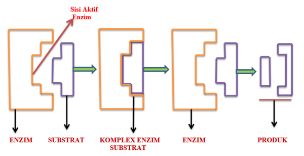 Cara Kerja Enzim dan Enzim Bersifat Spesifik - Materi Pendidikan Dasar ...