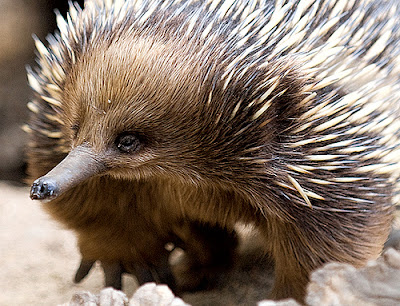 Echidna | The Life of Animals
