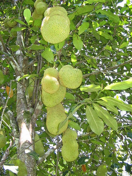 Buah Cempedak (Tiwadak), Icon Batumandi ~ RorryKurniawan.com