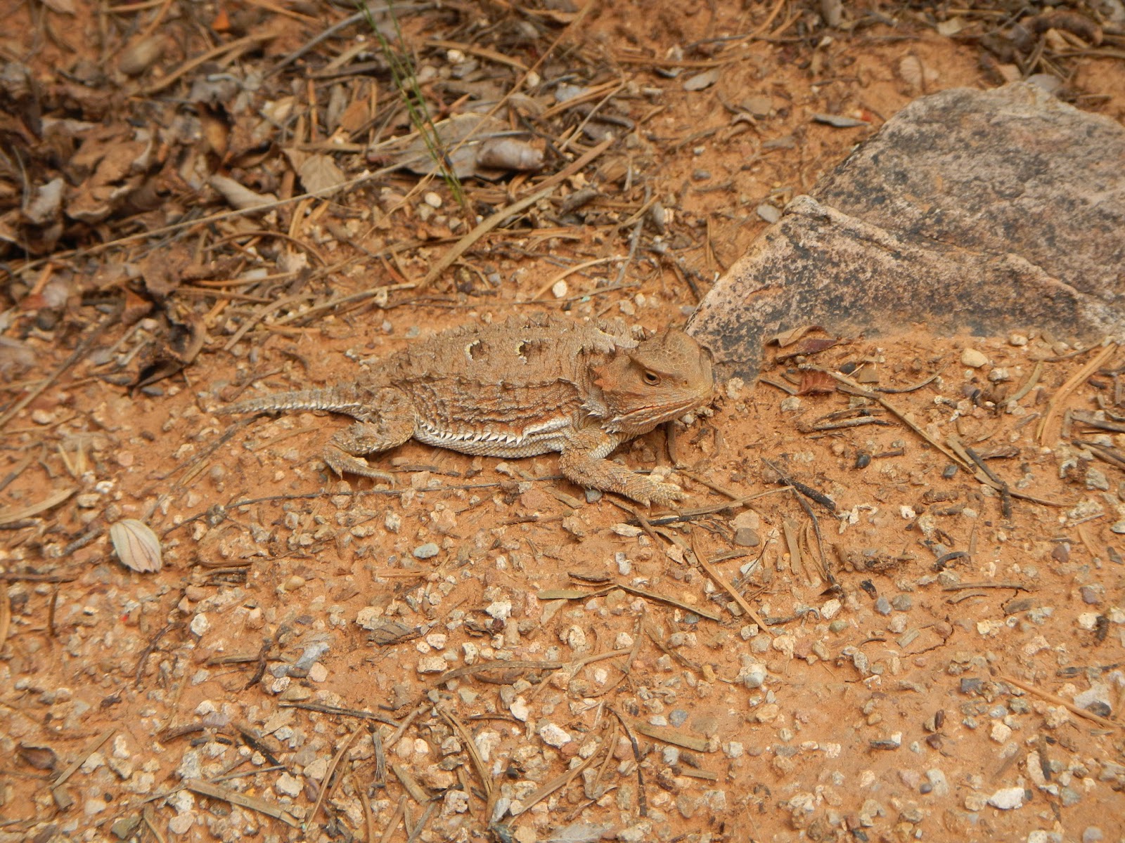 The Southwest Through Wide Brown Eyes: Happy and Challenging Seven ...