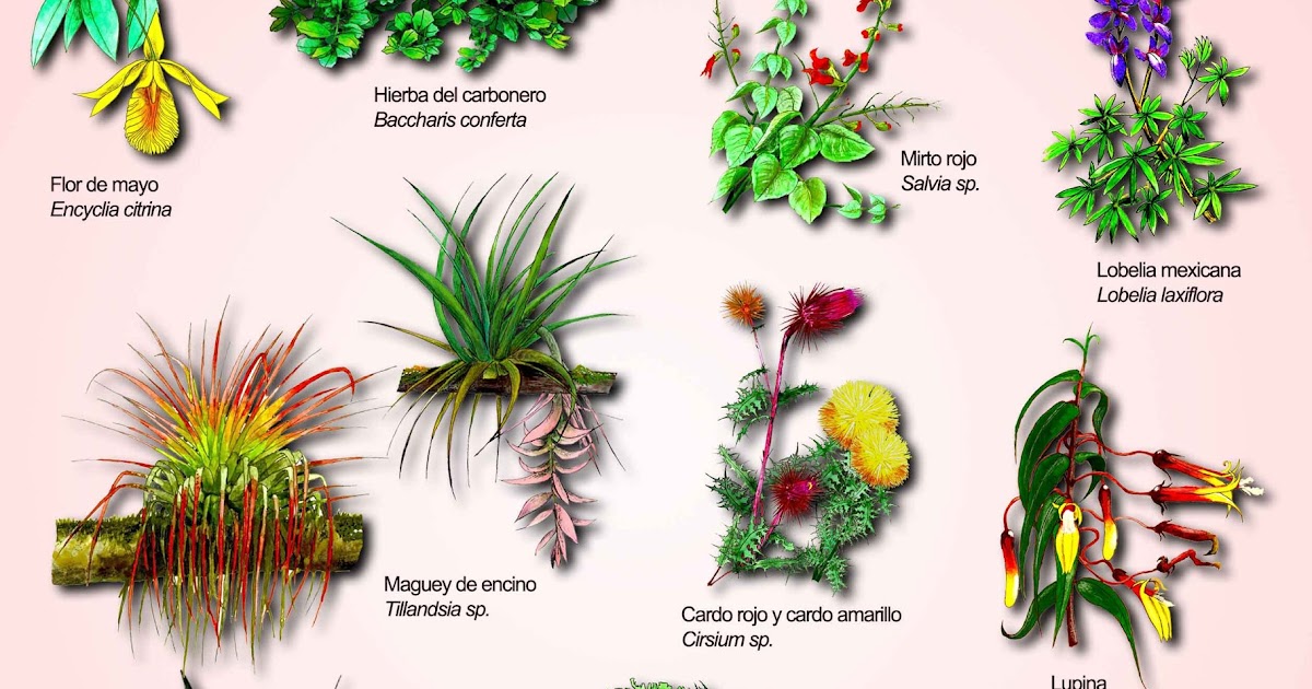 biodiversidad: biodiversidad