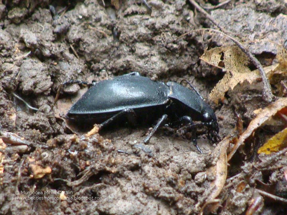 Beetles from Romania: Carabus (Pachystus) glabratus