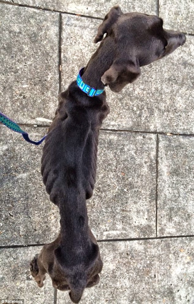 Conoce a 'Alex', el perro abandonado que venció a la muerte gracias al ...