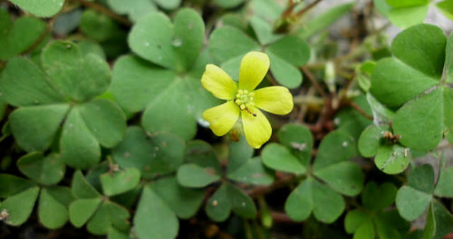10 Manfaat Herba Alami Dari Tanaman Calincing - Info Savana