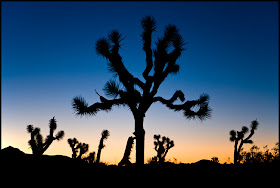 Phantoms and Monsters - Real Cryptid Encounter Reports - Fortean ...