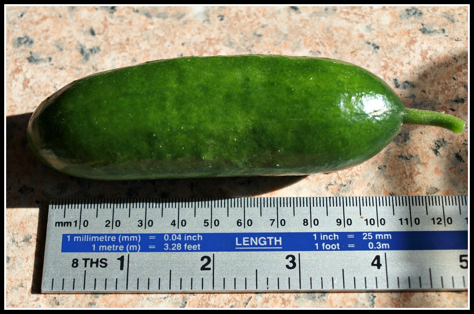 Mark's Veg Plot: The first cucumber of the year