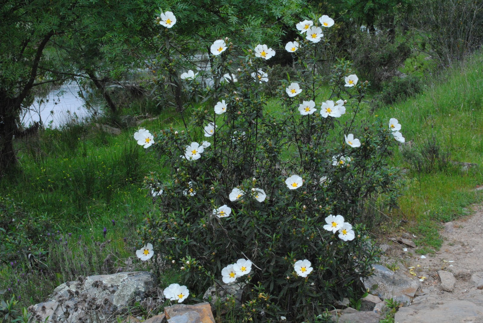 La naturaleza en Extremadura: Jara pringosa (Cistus ladanifer)