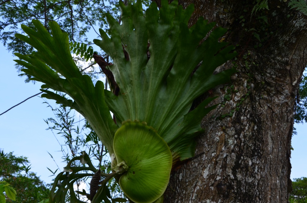 My little vegetable garden: TANDUK RUSA ~ STAGHORN ~ DEERHORN