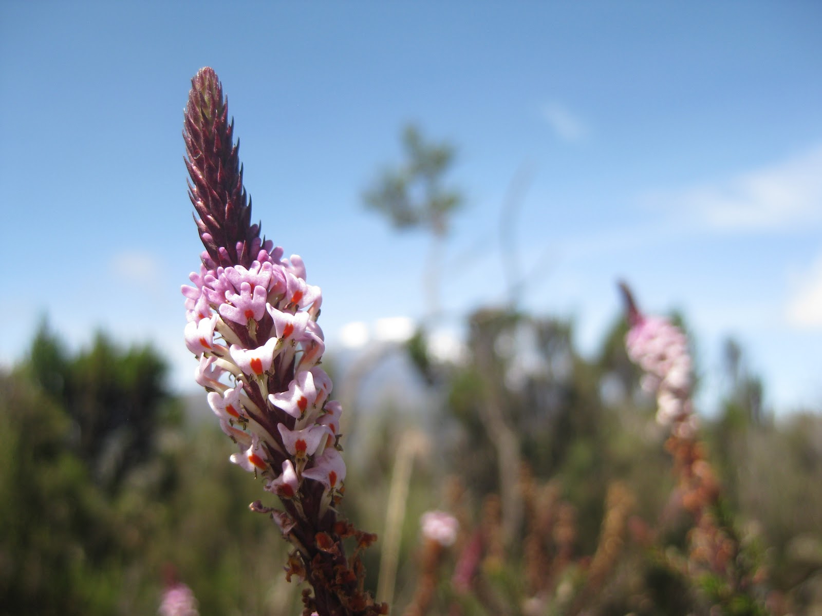 Addicted to Traveling: Kilimanjaro #3 of many