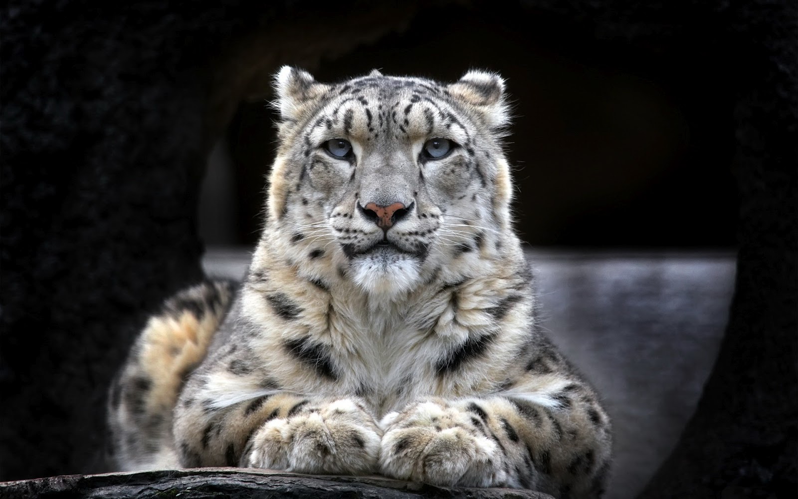 previews wallpaper: Sad Leopard in forest