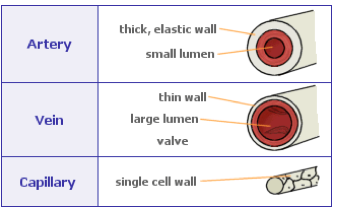 Biology GCSE Revision: 2.65 describe the structure of arteries, veins ...