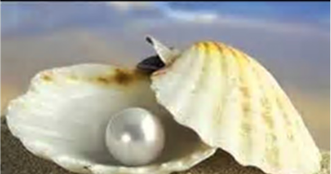 Jornada Espirituales : LA PARÁBOLA DE LA PERLA