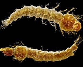 Los Parásitos - Norma GMP B2