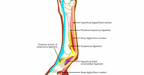 The Aspiring Equestrian: 5 Common Sport Horse Injuries, Part 1