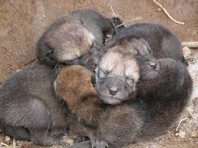 White Wolf : Exceptional birth of 8 wolf cubs in the Ardennes National ...