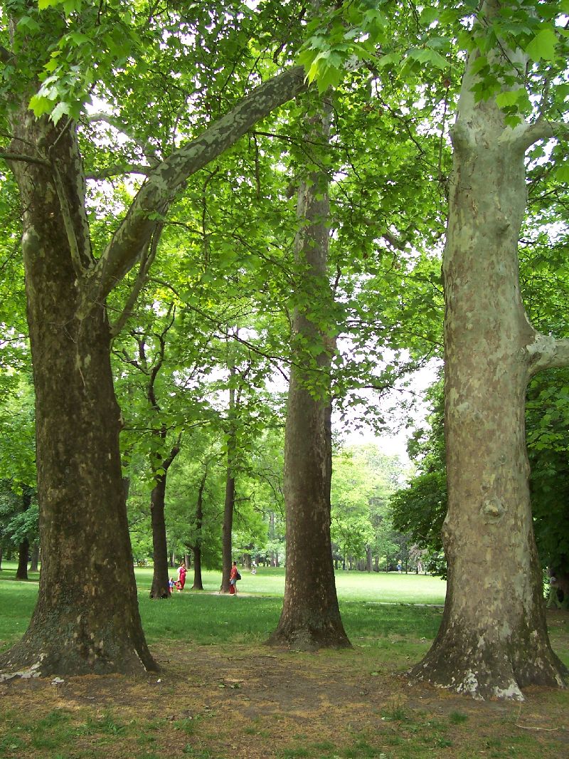 Cocteil de Cuvinte: Copaci