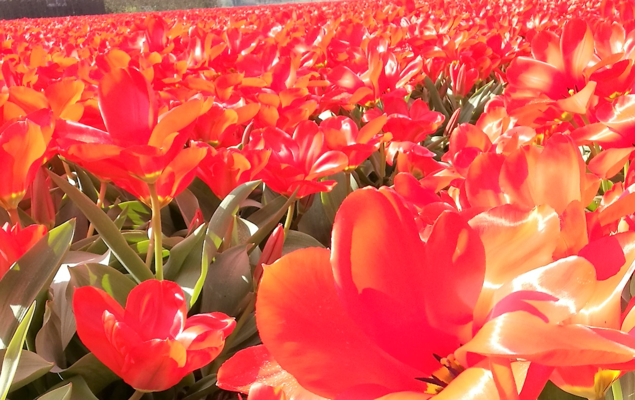 The Big Wobble : Photo of the day: A wonderful warm early spring has ...