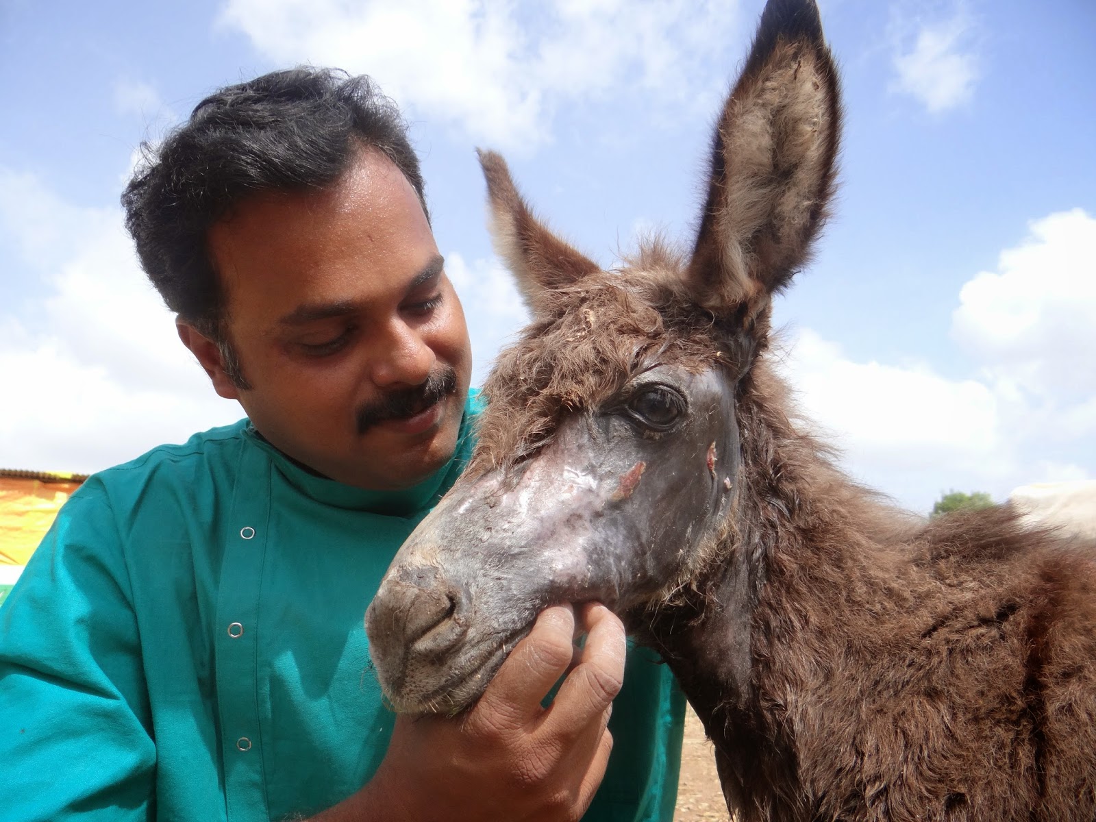 drssnairvetblogs: THE STORY OF INDIAN DONKEYS