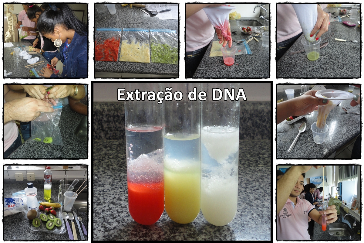 Biologia, a ciência da vida: AULA PRÁTICA - Extração de DNA das Frutas