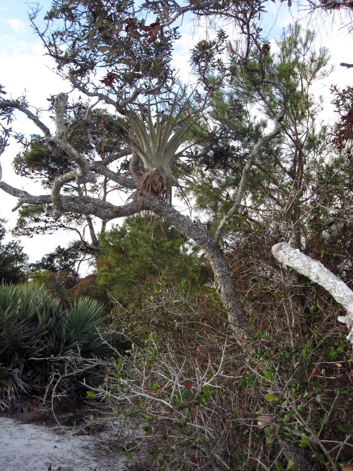 Gardening South Florida Style: Native Florida Sand Pine Scrub Land