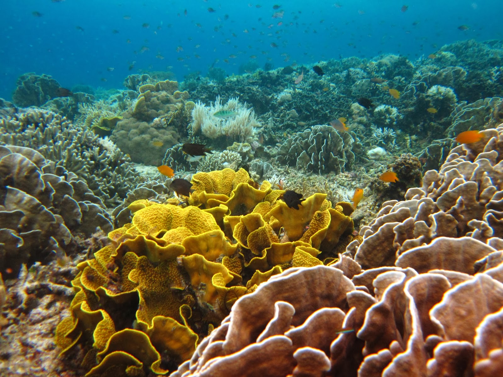 WISATA NAGI TANAH LARANTUKA,FLORES TIMUR: Diving & Snorkeling Larantuka ...