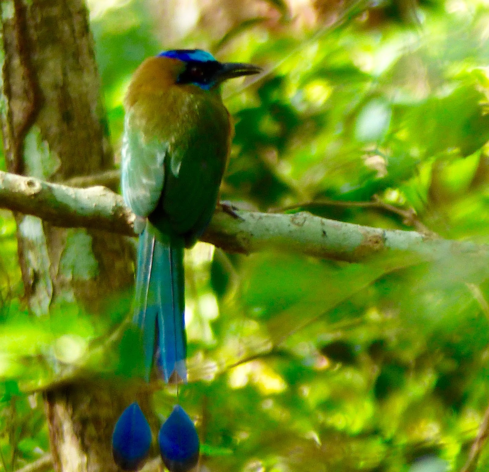 Into the Woods and Elsewhere: Motmots