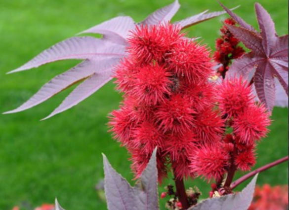 Do You Hear the Top 5 Most Deadly Poison in the World. - Curazy