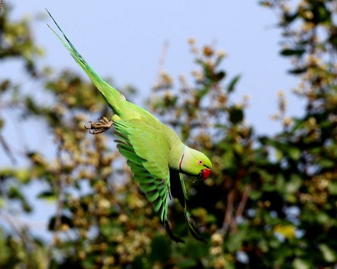 Parakeets and India's Birdman - ARUNACHALA BIRDS