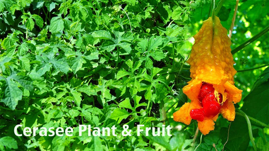 Jamdung Eats: End A Suma Wash Out (End of Summer Detox)