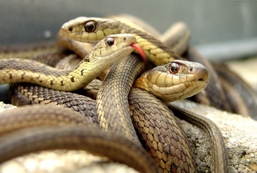 Why there are no snakes in Ireland! - DNB Stories Africa