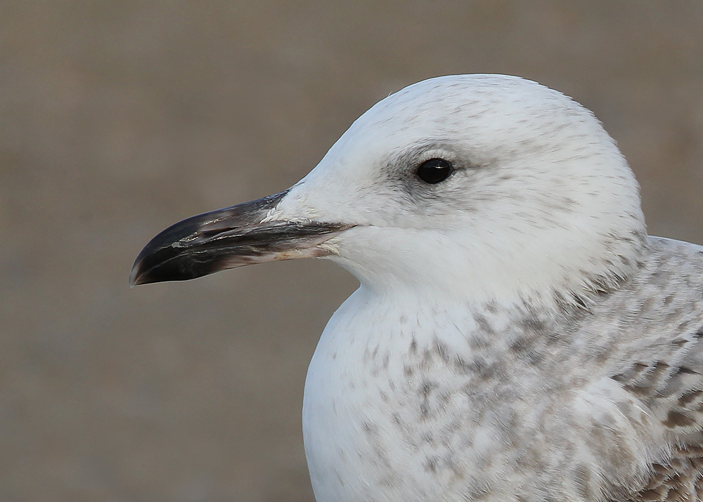 Richard Smith - Birdwatching Days Out: CASPIAN GULL, 1st winter, Red ...