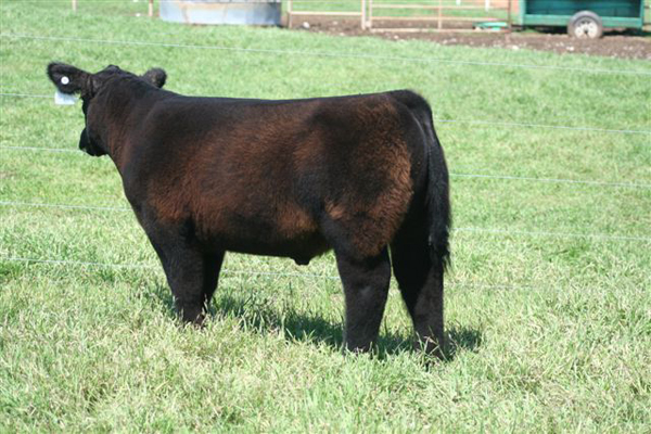 Lautner Farms: Austin Cattle Co Online Sale - April 18th