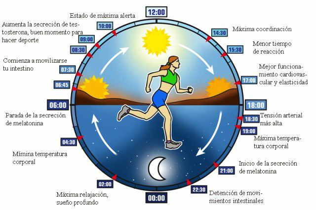 Atletismo celeste y algo mas: Claves del reloj interno....Ciclos ...