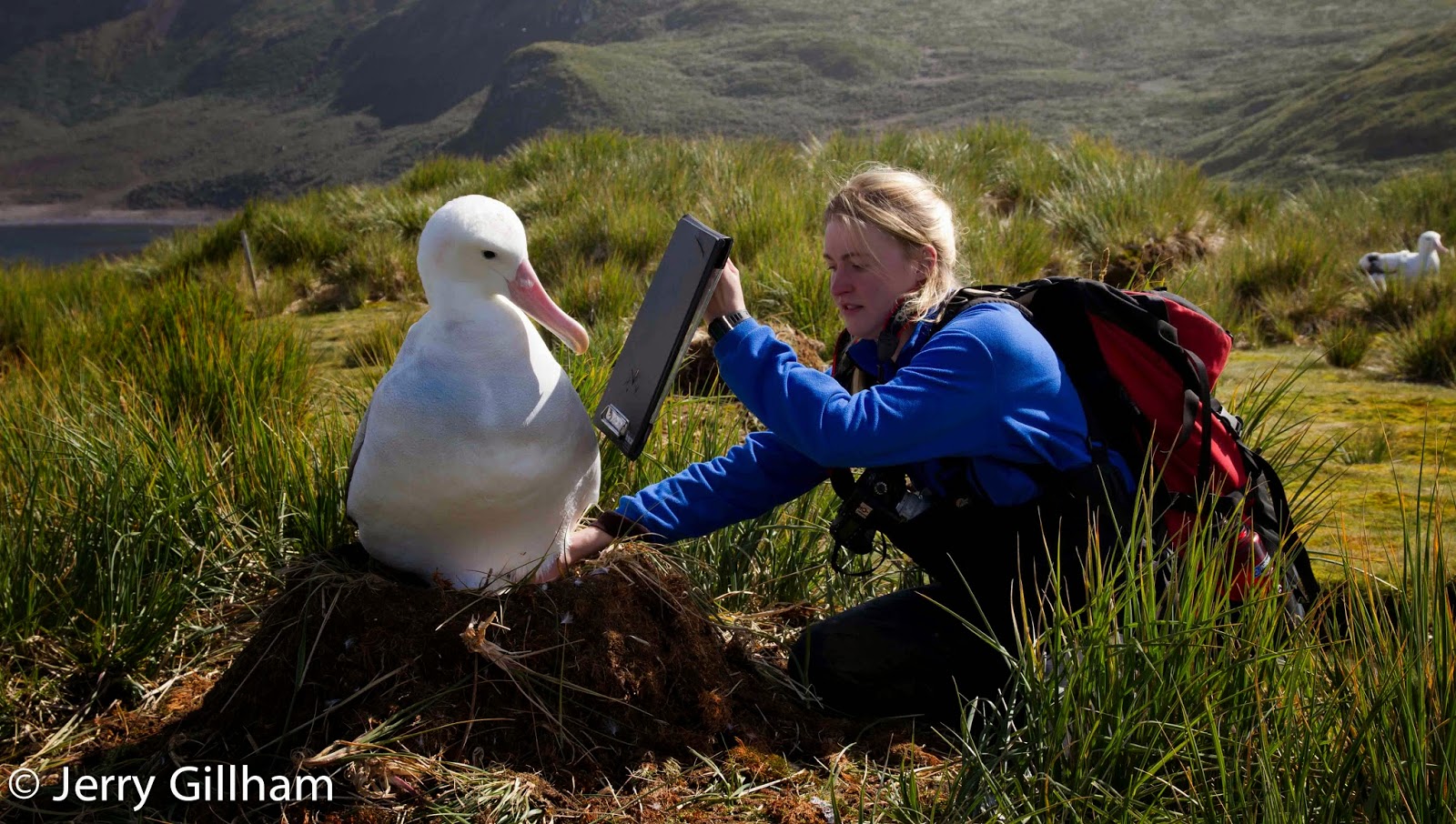Albatross Bird Size