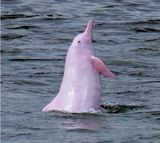 Tudo Roch@ ...: O Boto Cor-de-Rosa, com Richard Rasmussen