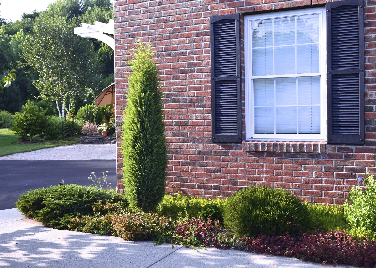 Plant Inventory at 20 Timothy : Juniperus communis / Columnar Juniper