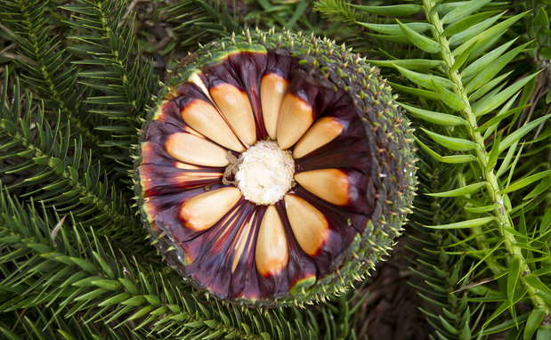 LINGUAGEM GEOGRÁFICA: PINHÃO NO PRATO, PINHEIRO DE PÉ