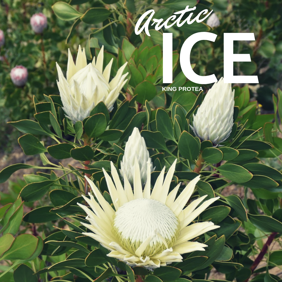 A Passion for Flowers: Protea King Arctic Ice