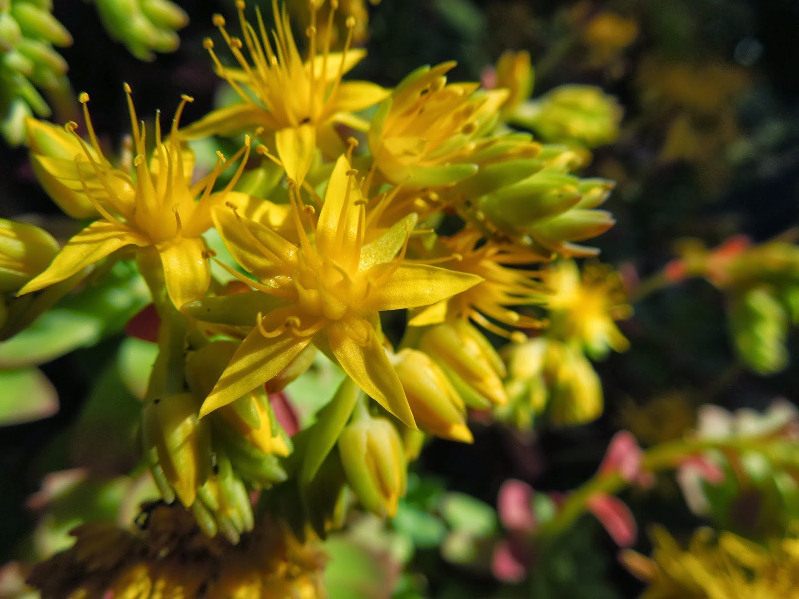 SEDUM PALMERI - BOTÀNIC SERRAT