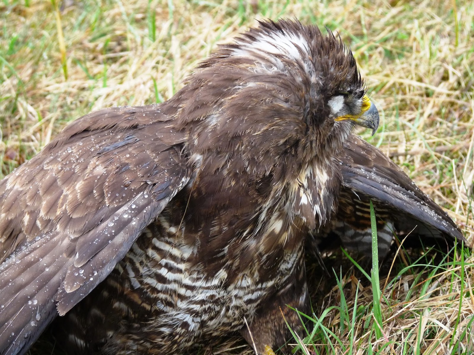 Voillans, village du Doubs, site officiel: Une Buse Variable