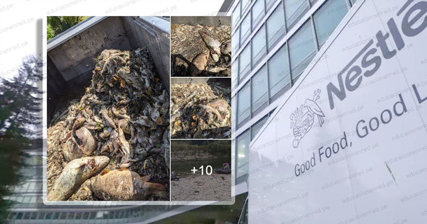 TRAGEDIA AMBIENTAL: Demandan a Nestlé por toneladas de peces muertos en ...