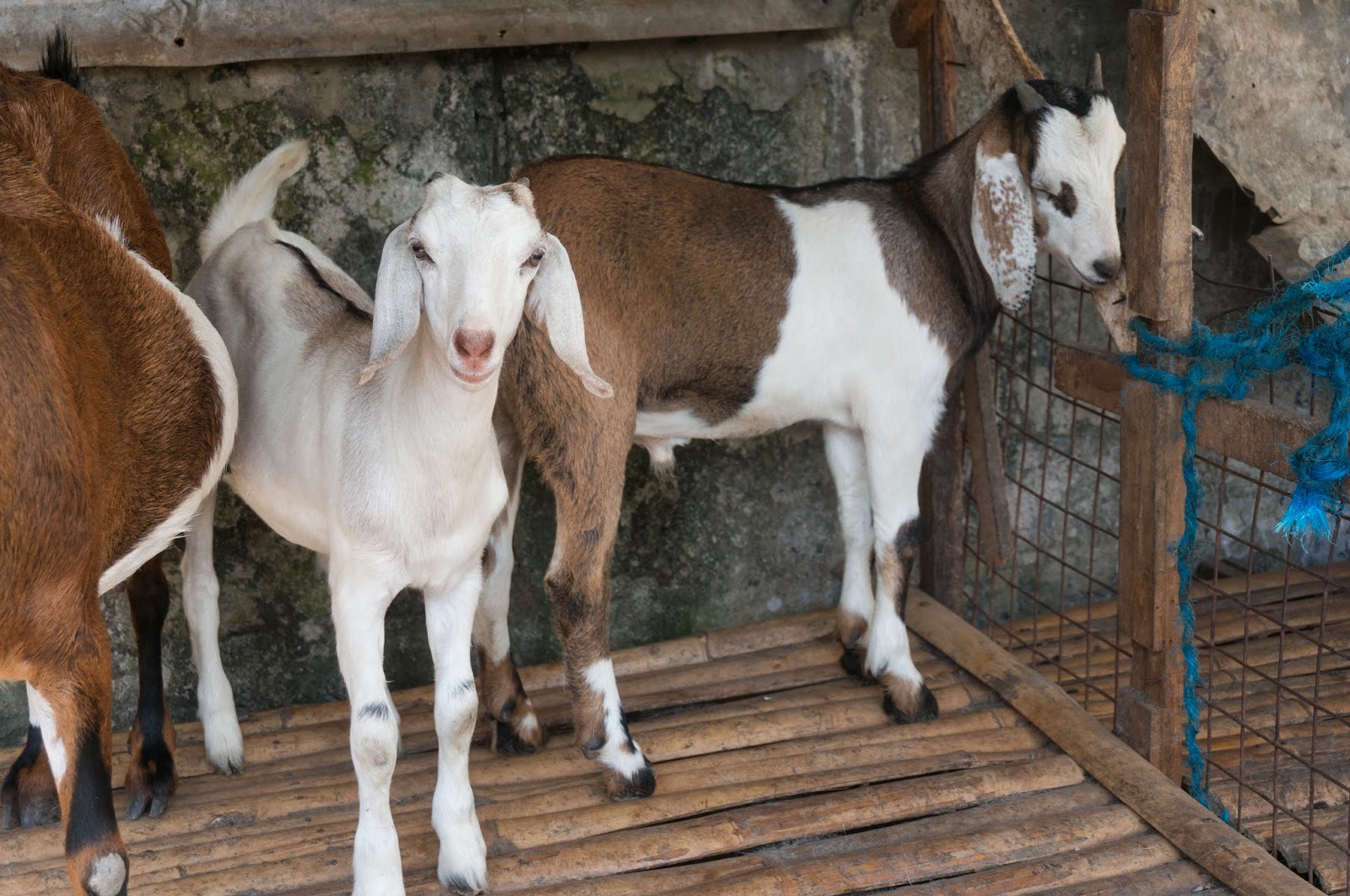K Goat Farm by Farmer Jan: Wocy - F1 Anglo-Nubian Buckling