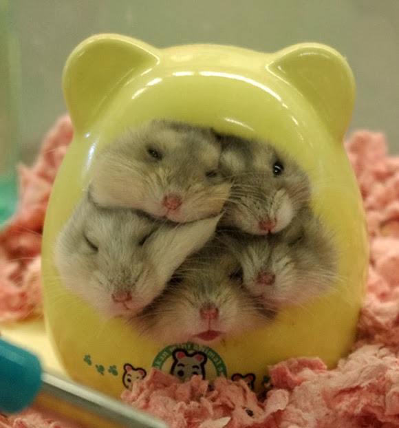 Pets-Fever: HAMSTER: Klasifikasi Jenis-jenis Hamster