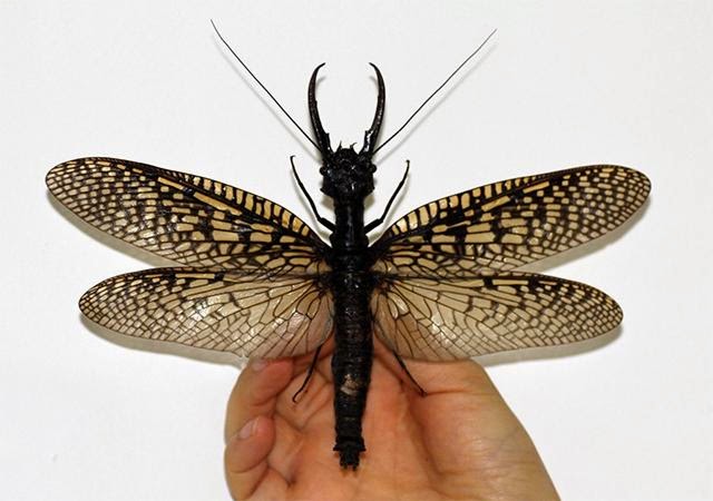ChemaTierra: Descubren en China el insecto acuático más grande del mundo