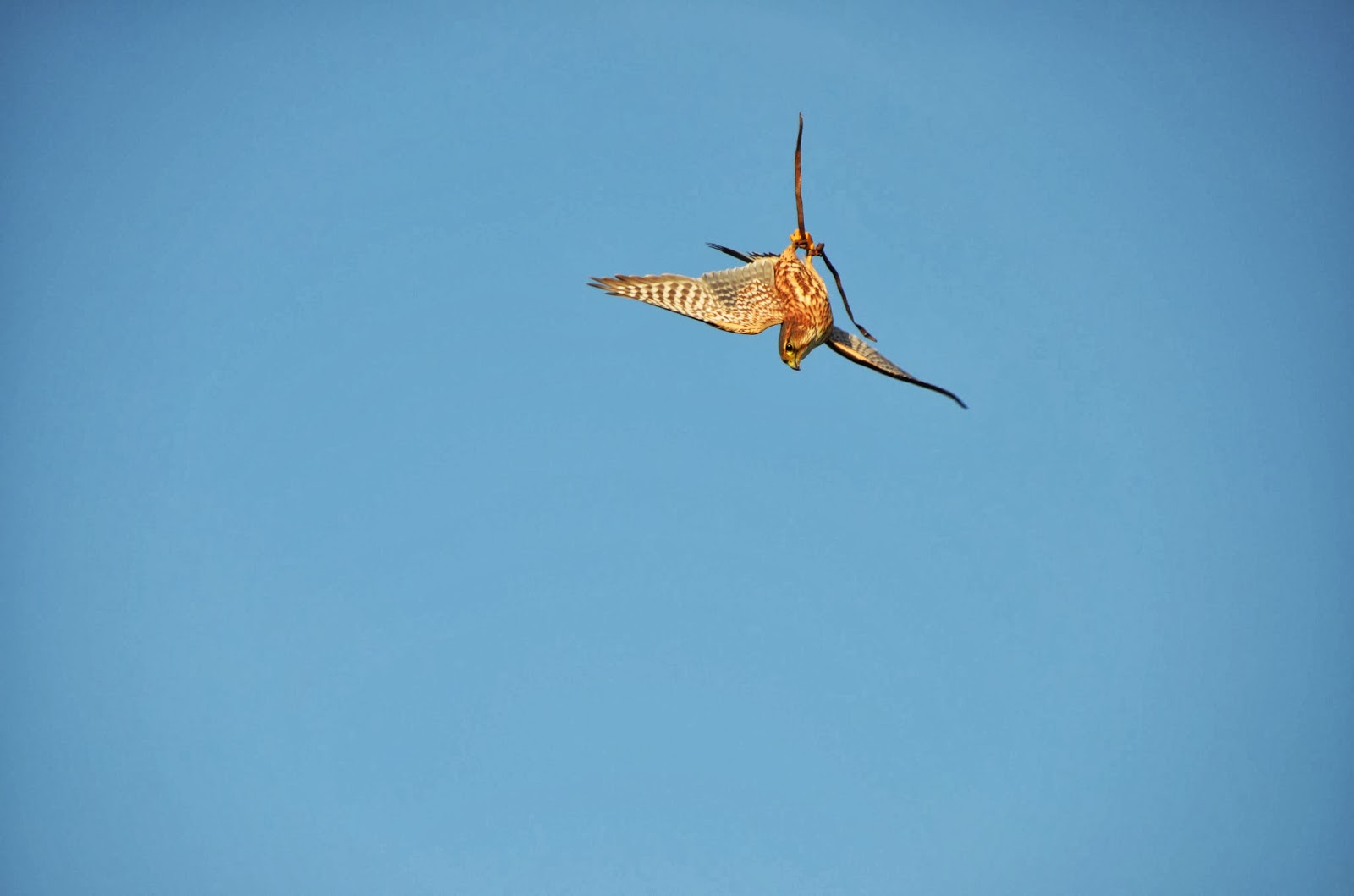 Stephen Bodio's Querencia: Stoop