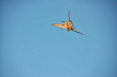 Stephen Bodio's Querencia: Stoop